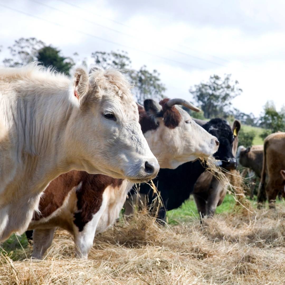 Nos secteurs - Biomass Concept